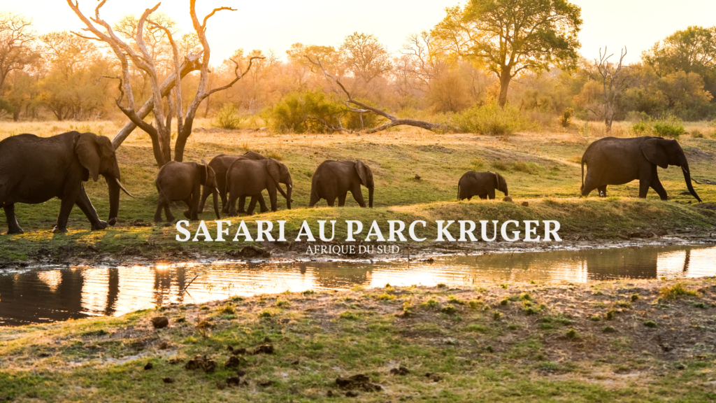 SAFARI AU PARC KRUGER : PRIX, OÙ DORMIR ET ITINÉRAIRE | BLOG VOYAGE